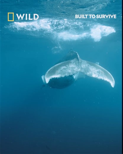 Humpback whales are one of the largest creatures on Earth. Every year, these mega mammals migrate from Antarctica in search of warmer waters to give birth. Phil meets the humpback whales that are migrating up the coast of Australia. Watch Built to Survive on Mondays at 7pm, on National Geographic WILD UK. | National Geographic UK