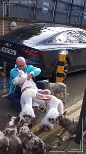 The internet summed up in one video: random, chaotic, and ridiculously funny 😂" #LOLClips #funnyanimals #DailyLaughs #UnexpectedComedy | Amazing Videos