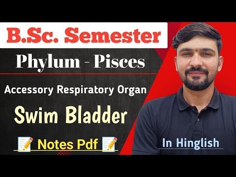 Swim Bladder In Fish | Accessory Respiratory Organ | BSc Semester | By Dadhich Sir