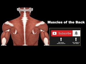 Muscles of the Back #Anatomy #mbbs #education #bds #headandneckanatomy #muscle