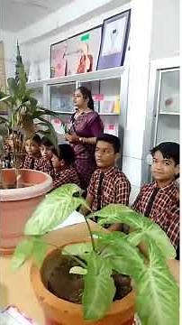 🌿 Class VI Science Activity | Comparing Different Types of Leaves | DMA School #ScienceActivity #dma