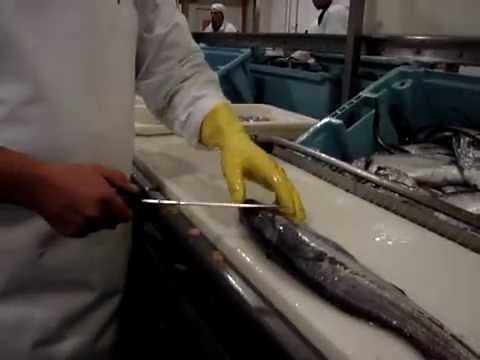 How to Fillet and Skin: Hoki - Tips and Techniques by Knifetechnz