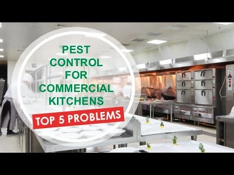 Pest Control for Commercial Kitchens - Top 5 Problems