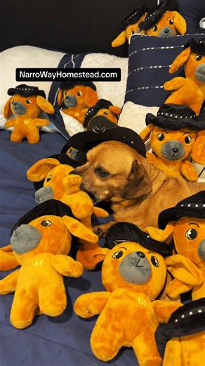 Limited Edition Minion Plushie released!!! https://narrowayhomestead.com/products/minion-plushie-doll #theoneandonlyminion #minionplushie #narrowayhomestead #offgridliving #littledog #farmdog | Nate Petroski