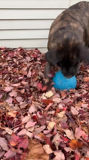 Fall Ball is one of my favorite games! Why do they call this yard work when it’s so much fun?! Hope your weekend is full of joy! Love, Champ 🍁🍂🍃🧡 | Justice for Champ