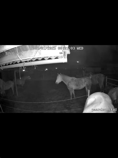 2025 loopt op zijn einde, het is dus weer bijna tijd voor het vuurwerk 😱 Gelukkig zijn onze paarden goed getraind en hebben ze genoeg veerkracht om de stress te doorstaan 💪 #paarden #vuurwerk #dierenwelzijn