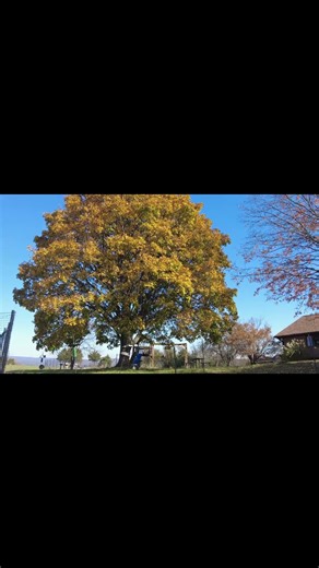 Maple Tree Autumn Leaf Progression #short #asmr
