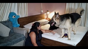 Cute Dog videos funny short - German Shepherd & Lina Daily Updates on German Shepherds - YouTube - www.youtube.com/c/CameraBaba #CameraBaba #doggo #germanshepherdofinstagram #germanshepherdworld #gsdnation #dogtraining #sch #cute #husky #gsddaily #instagram #gsdlover #dogphotography #germanshepherdlovers #germanshepherddaily #gsdofig #germanshepherdlove #rottweiler #pitbull #doberman #gsdpage #pet #rescuedog #gsdlovers #germanshepherdsofig #puppylife #goldenretrievers | CameraBaba