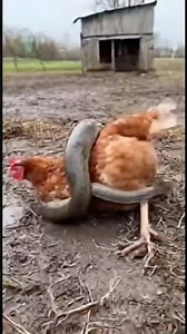 He didn’t think—he just saved her 😳🐔