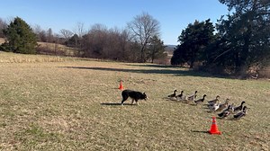43K views · 1.1K reactions | Ben First time he’s ever took ducks around a clover leaf barrel pattern. | The Quack Pack USA | Facebook