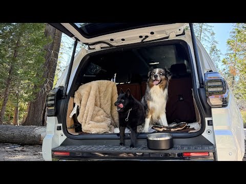 DOG PEOPLE!!! The Most Important 2025 Toyota 4Runner Mod!