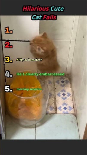 Epic Cat Fails!