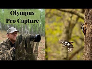 Birds in Flight | Olympus Micro 4/3 Pro Capture