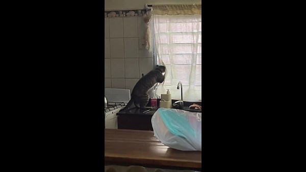 Argentina: Cat watches through window as if being nosey