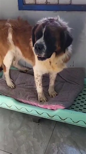 190K views · 10K reactions | The cold winter and sharp decline in temperature is fast approaching. It’s time for the thicker bed blankets to make a comeback and here you can see how excited the dogs are to have them freshly washed and ready to enjoy. A little comfort goes a long way and makes such a difference to our brave survivors. | Paws Of China | Facebook