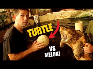 MONSTER Snapping Turtle Bites Through Cantaloupe! (Jaw Power!)