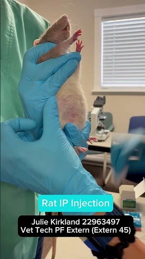 PF Vet Tech 2nd Externship (Skill 45) - Rat Intraperitoneal Injection