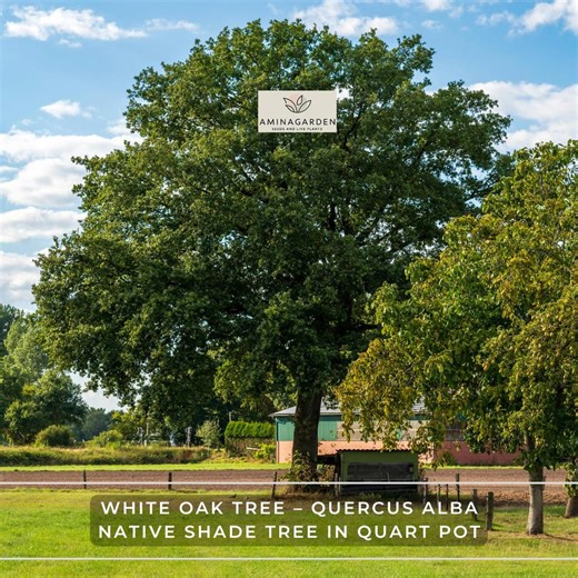 White Oak Tree – Quercus Alba – Native Shade Tree in Quart Pot - Etsy