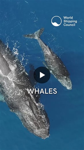 #internationalwhaleday | World Shipping Council