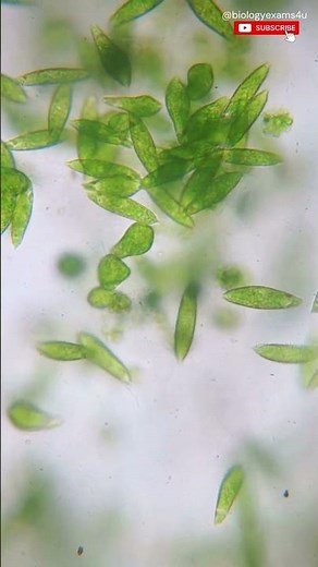 Euglena Under Microscope 🔬| Euglenoids | Kingdom Protista @biologyexams4u