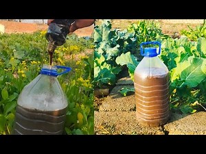 Organic Liquid Fertilizer in 24 Hours | No Chemicals Needed
