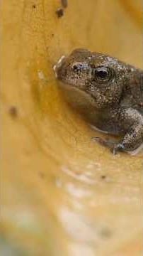 You Won’t Believe How Cute These Grumpy Frogs Are!