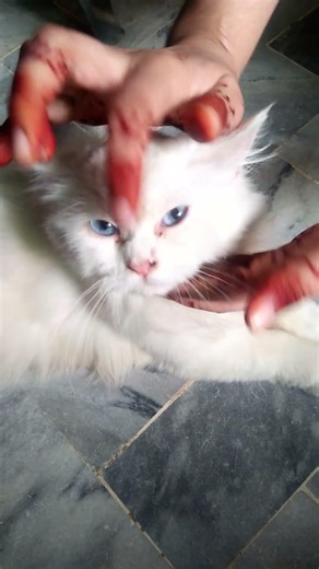 Cat Head massage Tutorial 🙀