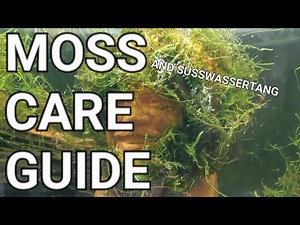 Moss And Süsswassertang Care Guide - Java Moss, Flame Moss, Weeping Moss, Willow Moss Etc.