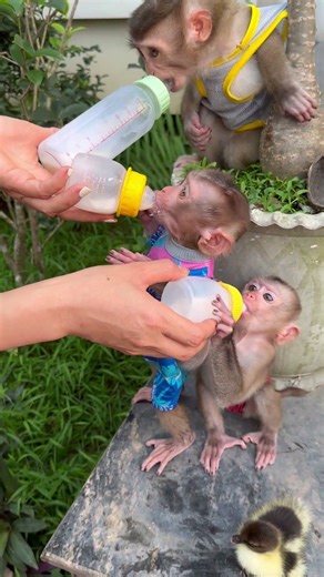 The mother monkey is giving the baby monkeys milk.🍼🍼🍼 #bubuthemonkey