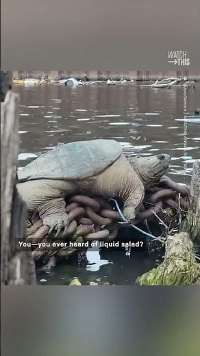 Kayakers Nickname Giant Snapping Turtle ‘Chonkosaurus’