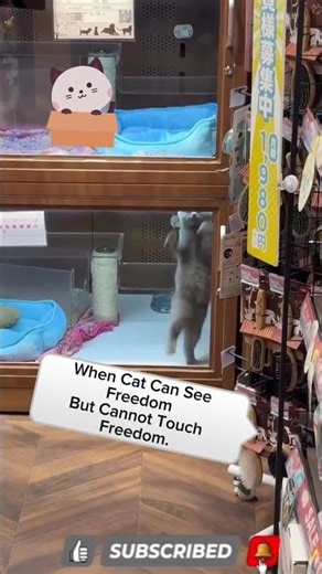 Cranky Cat Was DONE With the Shelter Cage… Watch What He Tries Next #funny #catvideos #funnypets