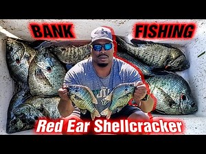 Catching HUGE Pre-Spawn Red Ear Shellcracker & Bluegill | Bank Fishing 2024