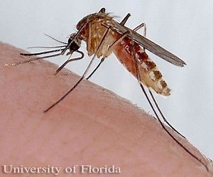 Culex - Alchetron, The Free Social Encyclopedia