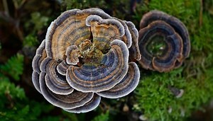When To Harvest Turkey Tail Mushrooms: Timing & Where To Look