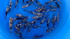 35 reactions | Kobayashi Koi Farm Tosai Tateshita Shiro Utsuri WYSIWYG 9 PM JST / 1 PM CET available on our website! #koi #koifish #koipond #nishikigoi #koicarp #koifishpond #koifarm #japan #ornafish #koilover #instagramkoi #japanesekoi #koikichi #koilovers #koishow #goldfishpond #koiponds #kois #錦鯉 #koiimport #japankoi #B2B #鯉 #koijapan #export #niigata #carp #tradeonly #tranship #worldwide | Ornafish Japan Co.,Ltd | Facebook