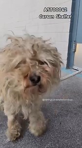 19K views · 1.1K reactions | Euthanized due to medical A5700042 ✰...