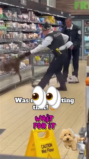 Would you shop here? #Animal #GroceryStore #onthisday