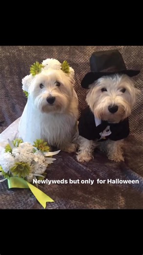 Bride and Groom Halloween | The Piper Chronicles