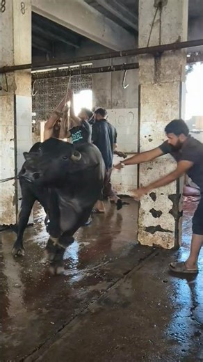 Slaughter House Mein Aaj Kuch Alag Hua! Naya Scene 😳 #viral #shorts #trending