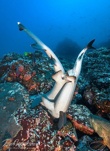 SHARK REPRODUCTION | Sharks4kids