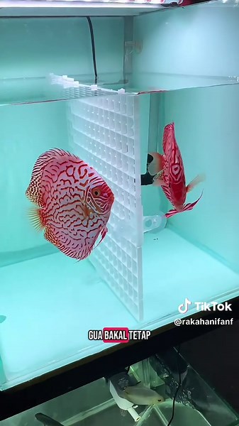 Breeding Discus Fish for Your Aquarium