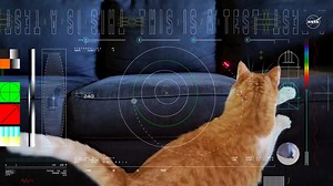 Cat-astrophic breakthrough! NASA's historic video transmission is a...