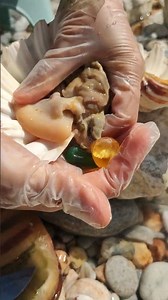 Giant Pearl Scallops vs. Freshwater Snails: Which Makes More Pearls?