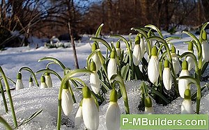 Cultivant Un Perce-Neige À Partir De Graines 🔧🔧 Conseils Pour L'Amélioration De La Maison. Faites Vos Propres Mains - 2025