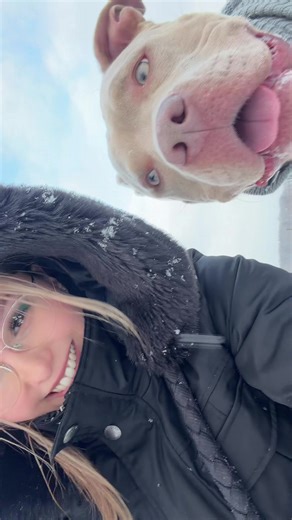 American Bully Puppies Enjoying the Snow