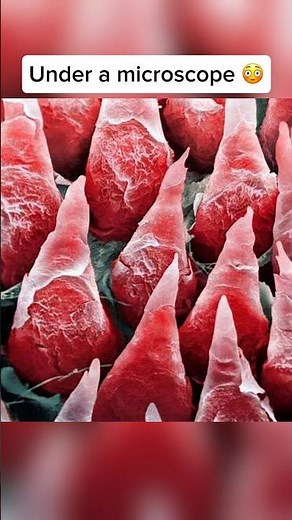 How Human Body Parts Under A Microscope 🤯