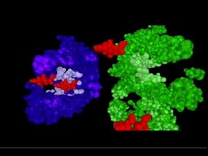 DNA, RNA and Protein synthesis.mp4