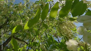 Bottom view, Close-up of white flowers of a flowering tree of False Acacia or Black Locust (Robinia pseudoacacia) Slow motion down between branches, Backlit (Contre-jour)