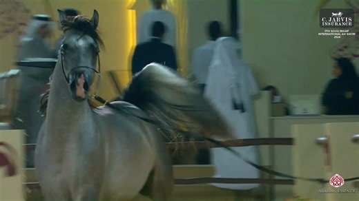 19K views · 1.5K reactions | 5th Souq Waqif International Arabian Horse Show 2024 Colts 2 Years Old (Class 3) Let's begin with our boys! The first class winner is N. 57 NESJ EL JAMEEL ( EKS FARAJJ x NESJ EL YULIAH ) Breeder: Nesj Arabians (BEL) Owner: Al Jumail Stud (QAT) | Arabian Essence di Elvis Giughera | Facebook