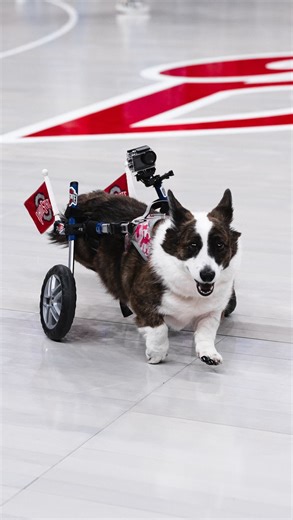 95K views · 2.4K reactions | CORGI RACE RUN THE TAPE  SADIE MAE TAKES HOME THE TITLE ️ | Ohio State Buckeyes | Facebook